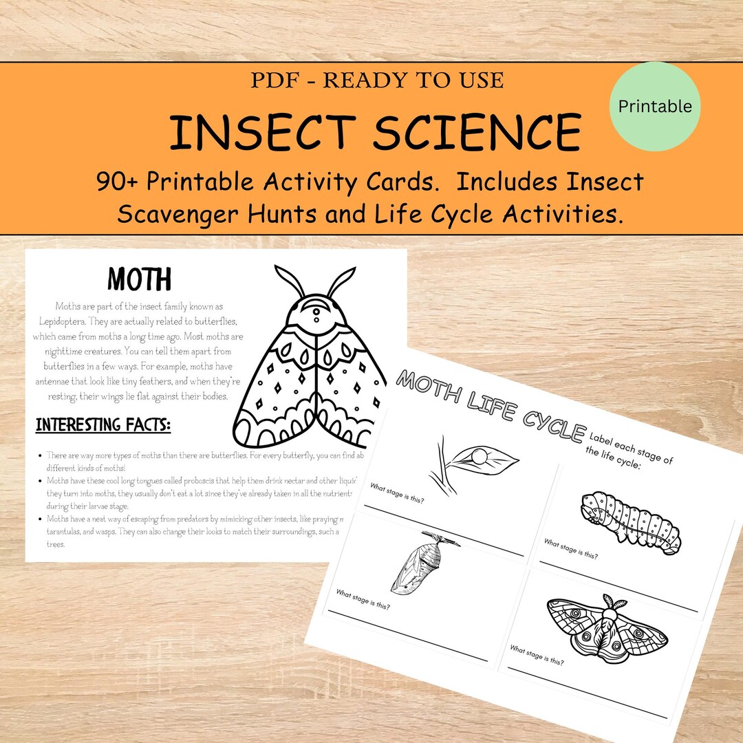 Insect Life Cycle Activity Sheets: Entomology Learning Resource (PDF ...