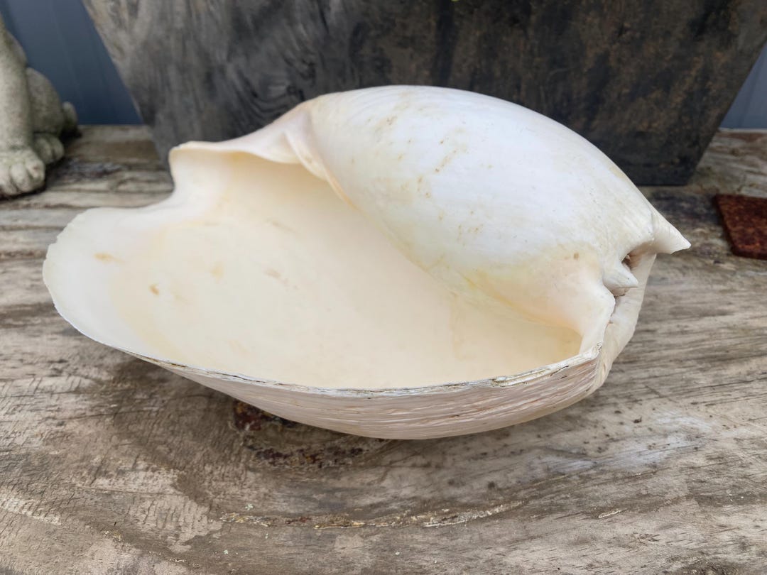 Large Melo Bailer Sea Shell Natural Ocean Display Dish Bowl - Etsy ...