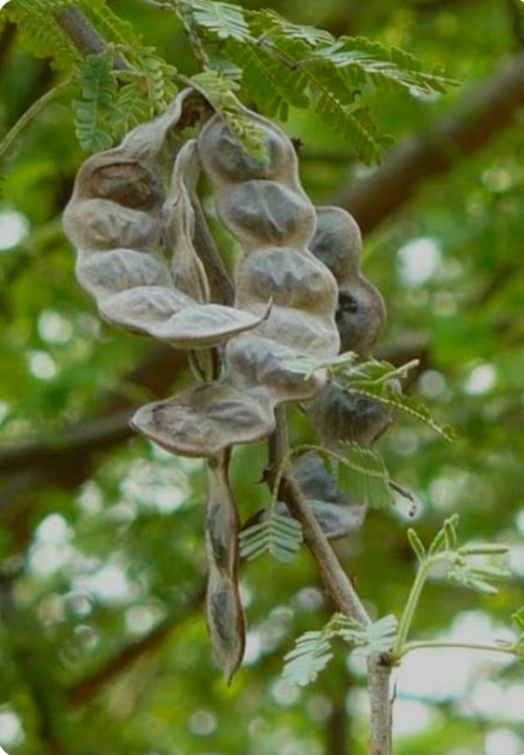 Nep Nep Organic New Nep Fruit Acacia Fruit African Superfood Wild ...