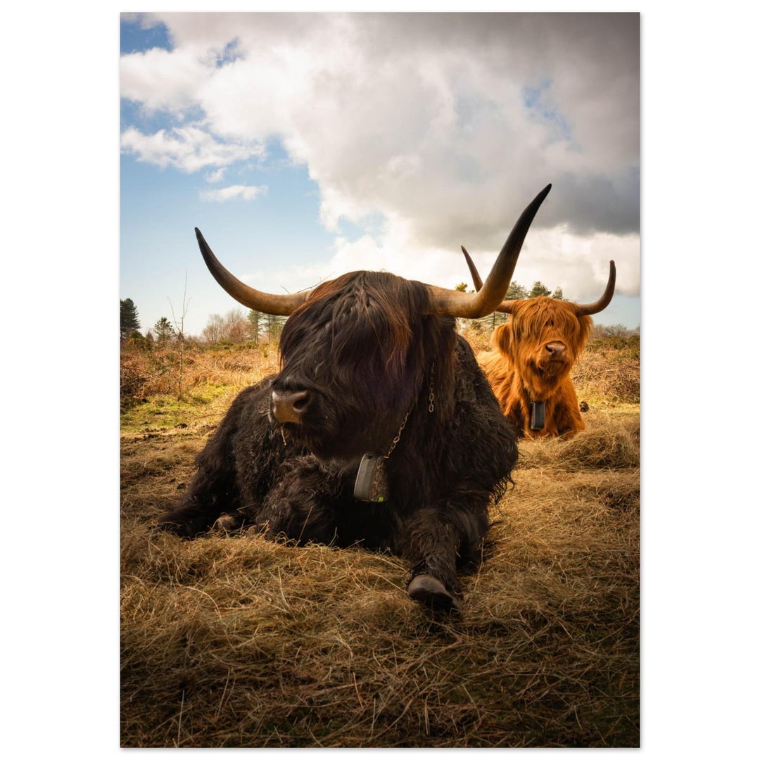 Highland Cows Chilling - Etsy