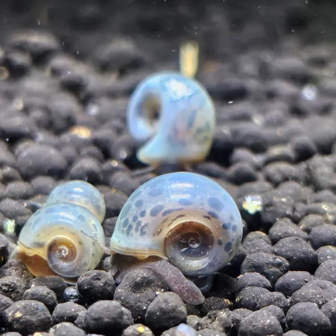 5X Mixed Rare Colour Leopard Ramshorn Algae Eaters Fish Tank Cleaner ...