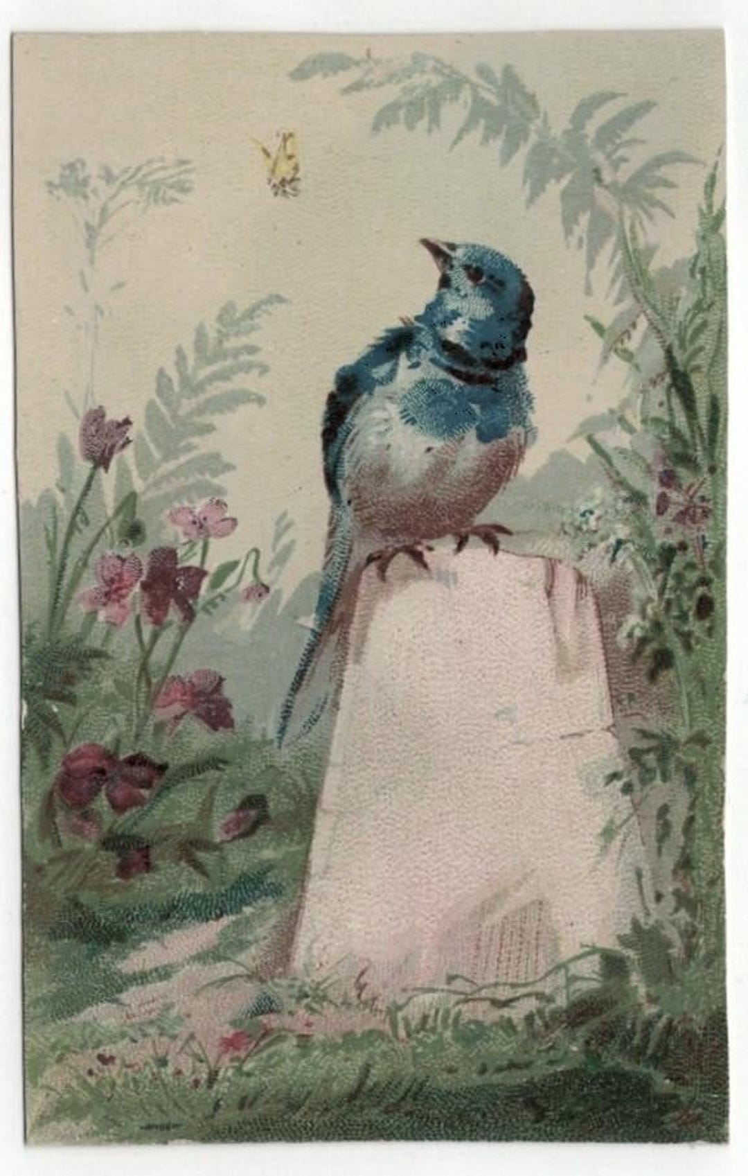 Early 1900s Antique French CHROMO Little Blue Bird Sees a BUTTERFLY - Etsy