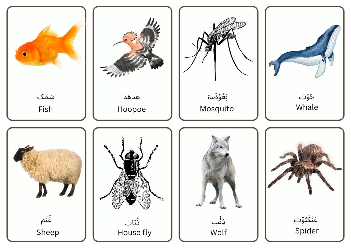 Animals Names Bilingual Flashcards(arabic and English) - Etsy