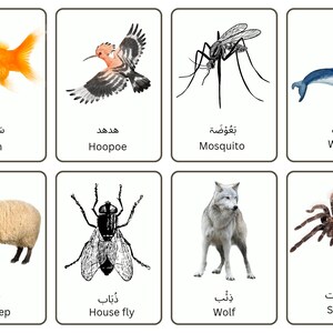 Animals Names Bilingual Flashcards(arabic and English) - Etsy
