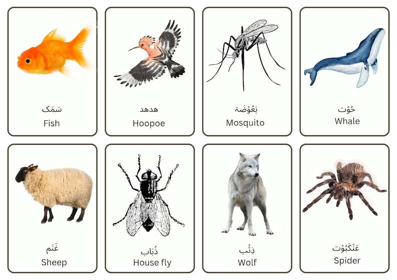 Animals Names Bilingual Flashcards(arabic and English) - Etsy