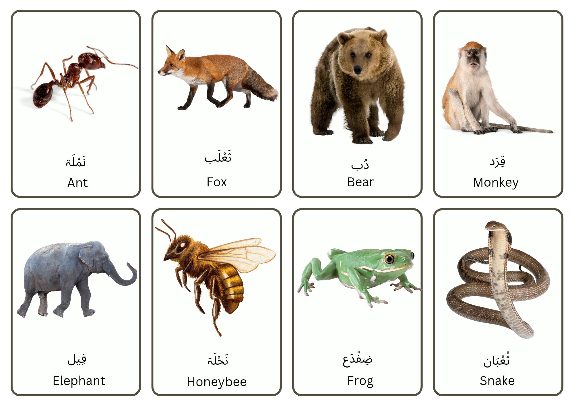 Animals Names Bilingual Flashcards(arabic and English) - Etsy