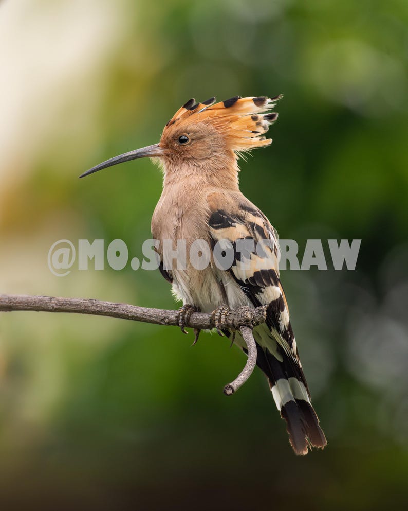 Printable Photo of Eurasian Hoopoe | Instant Digital Download | Animal ...