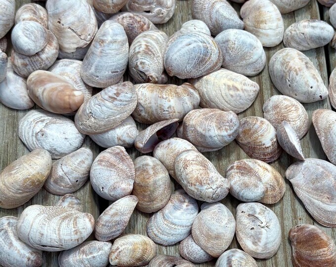 Cape Cod Slipper Shells for Crafts, Coastal Decor | Hand Collected and ...