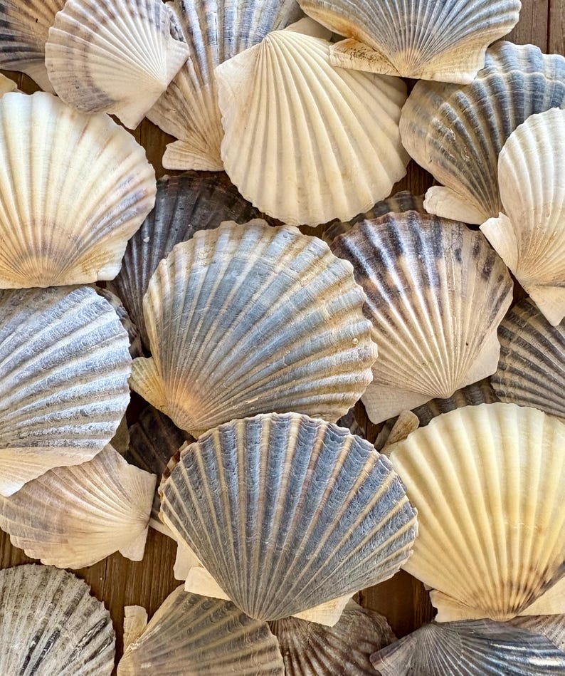 Cape Cod Scallop Shells, Beachy Coastal Decor, Craft Supplies, 20 ...
