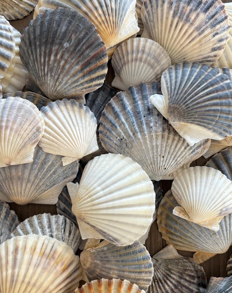 Cape Cod Scallop Shells, Beachy Coastal Decor, Craft Supplies, 20 ...
