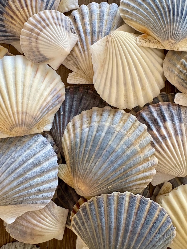 Cape Cod Scallop Shells, Beachy Coastal Decor, Craft Supplies, 20 ...