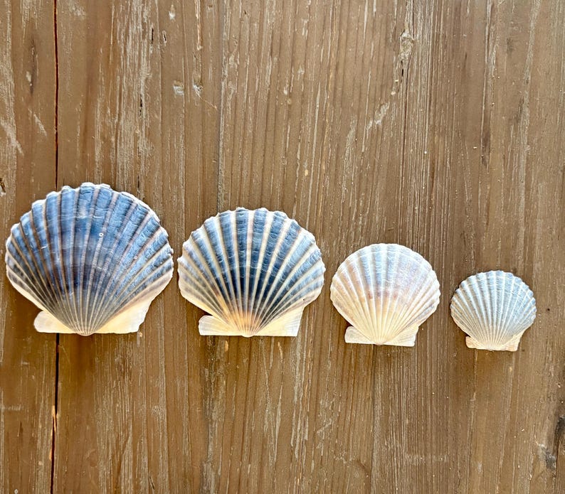 Cape Cod Scallop Shells, Beachy Coastal Decor, Craft Supplies, 20 ...