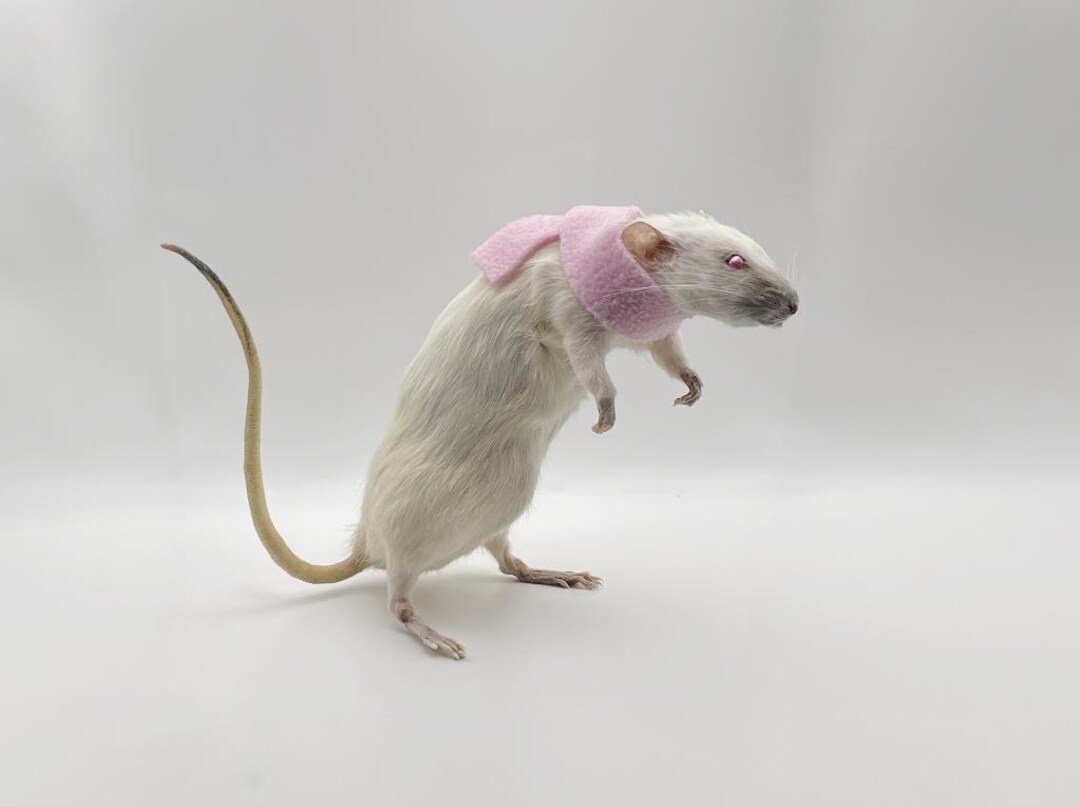 CUSTOM Taxidermy Fancy Rat Mount - Etsy