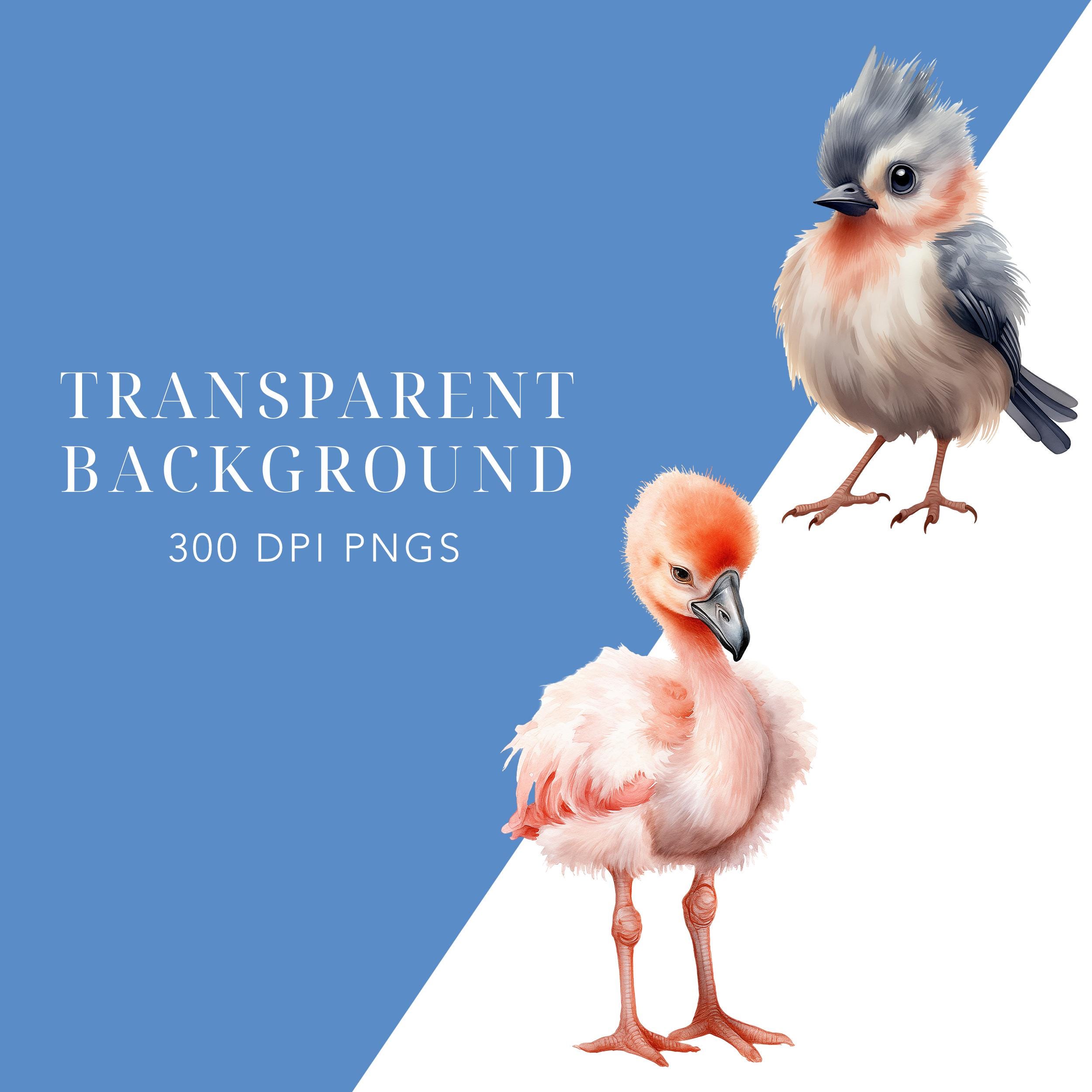 Birds Watercolor Baby Bird Clipart Bundle Colorful Graphics Cute Animal ...