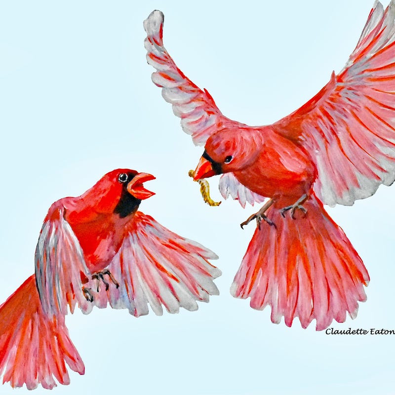 Cardinal in Flight - Etsy