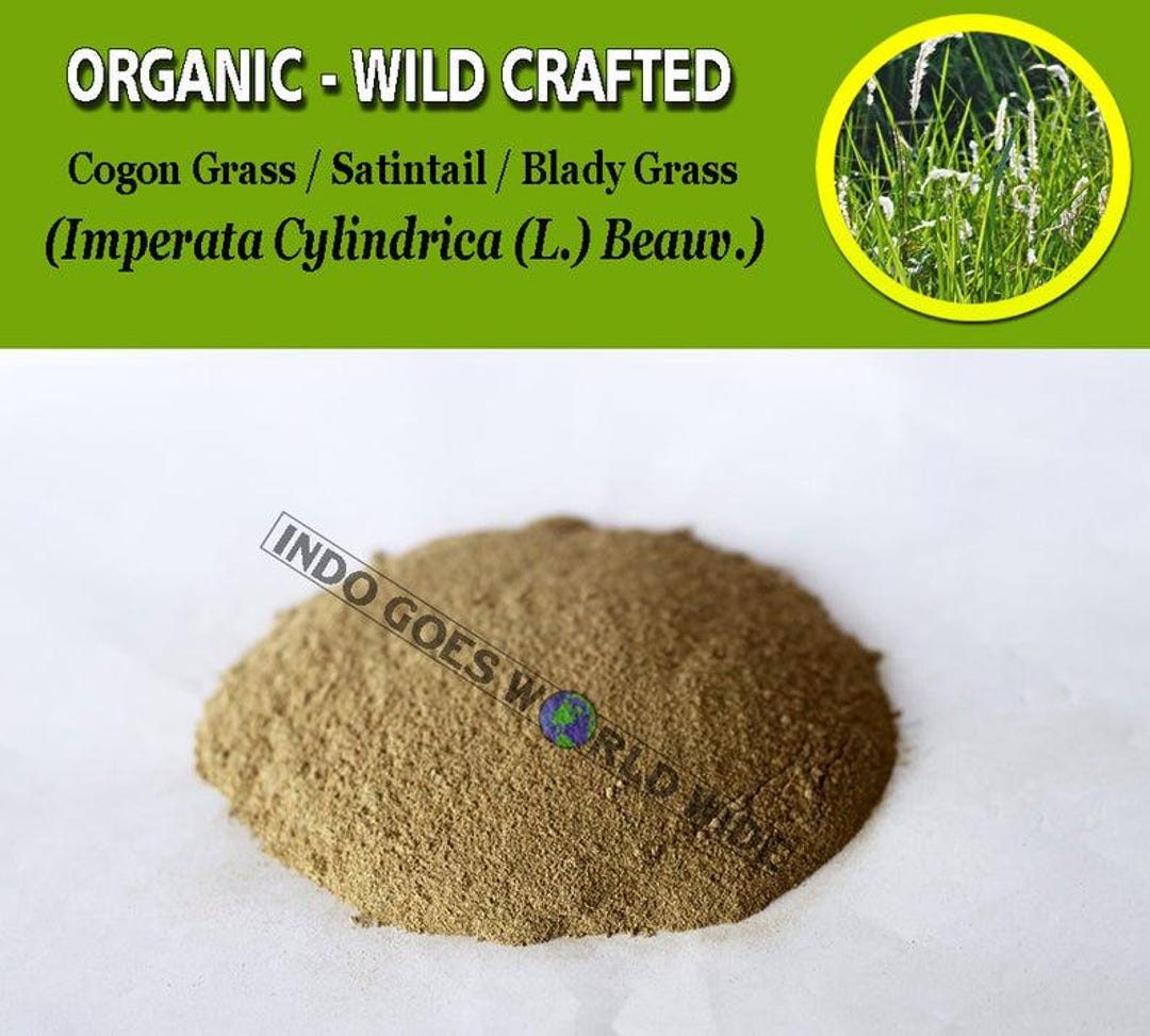 POWDER Pure of Cogon Grass Roots Satintail Blady Grass Imperata ...