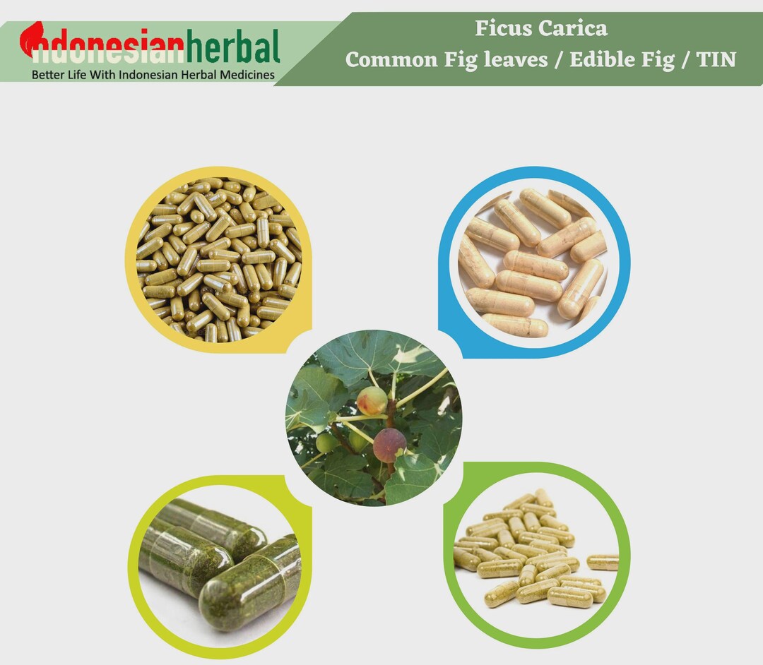 Capsule of Common Fig Leaves Edible Fig TIN (ficus Carica) - Etsy
