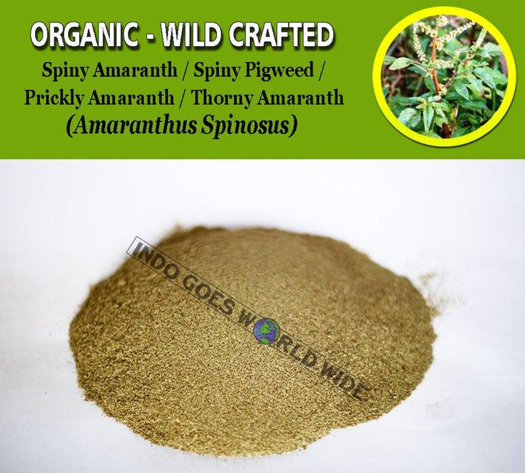 POWDER Spiny Amaranth Amaranthus Spinosus Spiny Pigweed Prickly ...