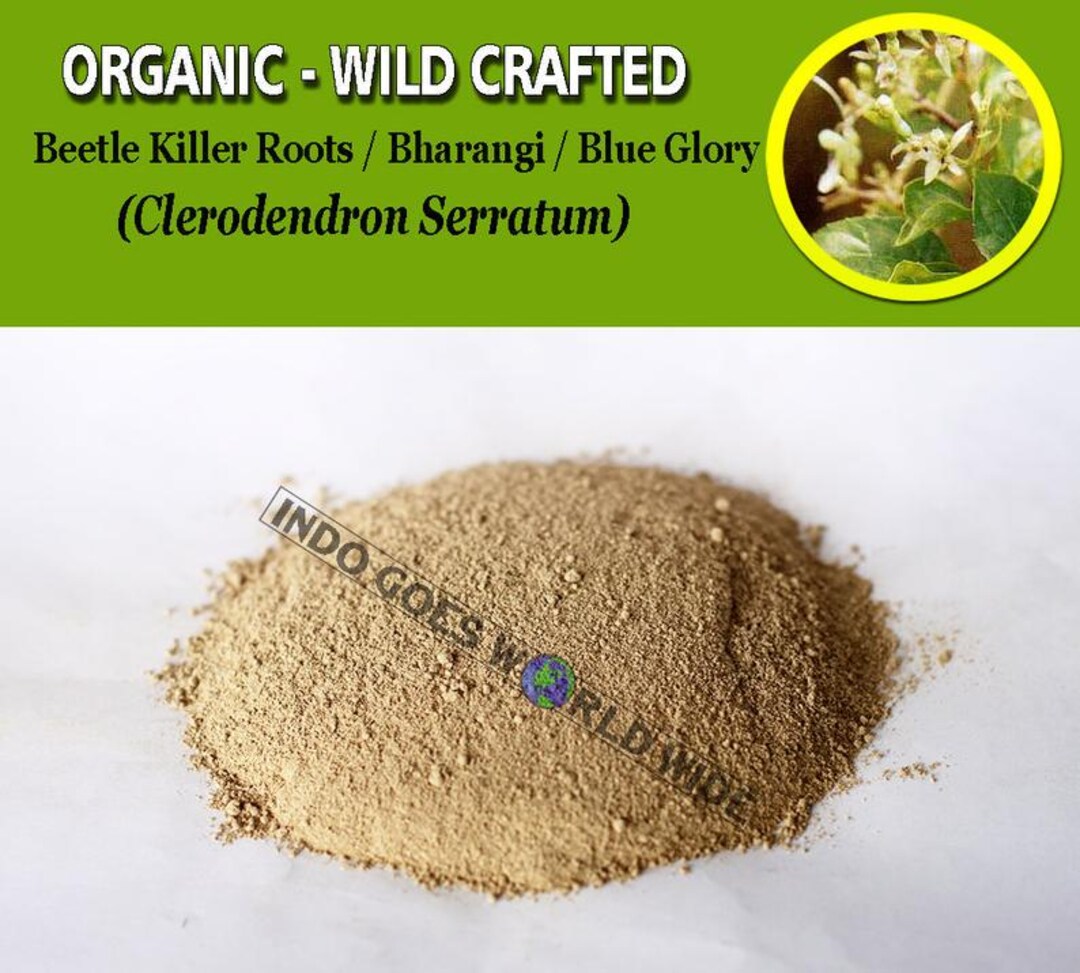 POWDER Beetle Killer Roots Bharangi Blue Glory Clerodendron Serratum ...