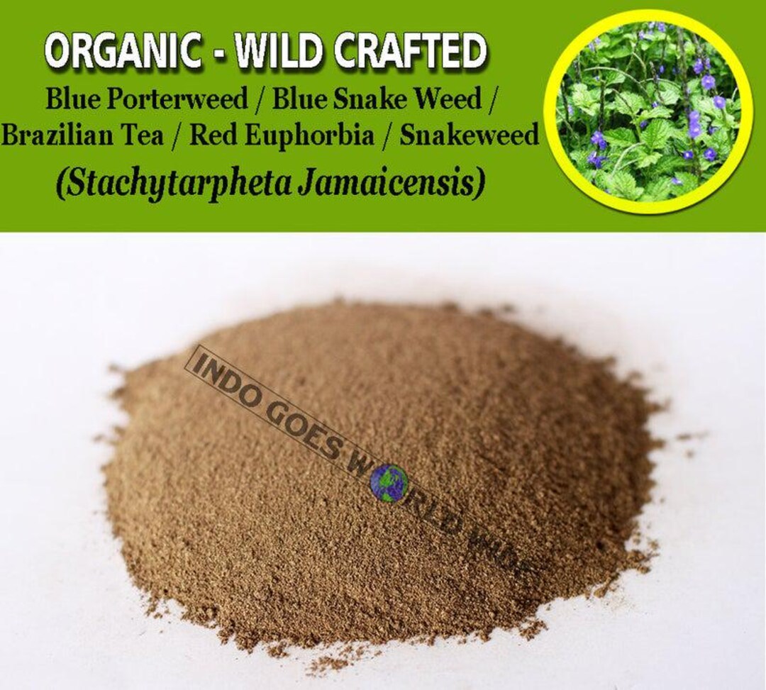 POWDER Blue Porterweed Blue Snake Weed Brazilian Tea Jamaica Vervain ...