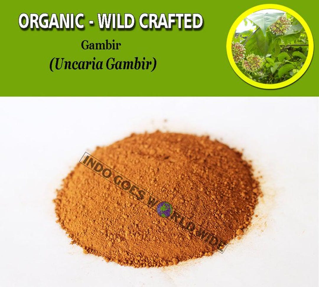 POWDER Pure of Gambir Pale Catechu Uncaria Gambir Organic Wildcrafted ...