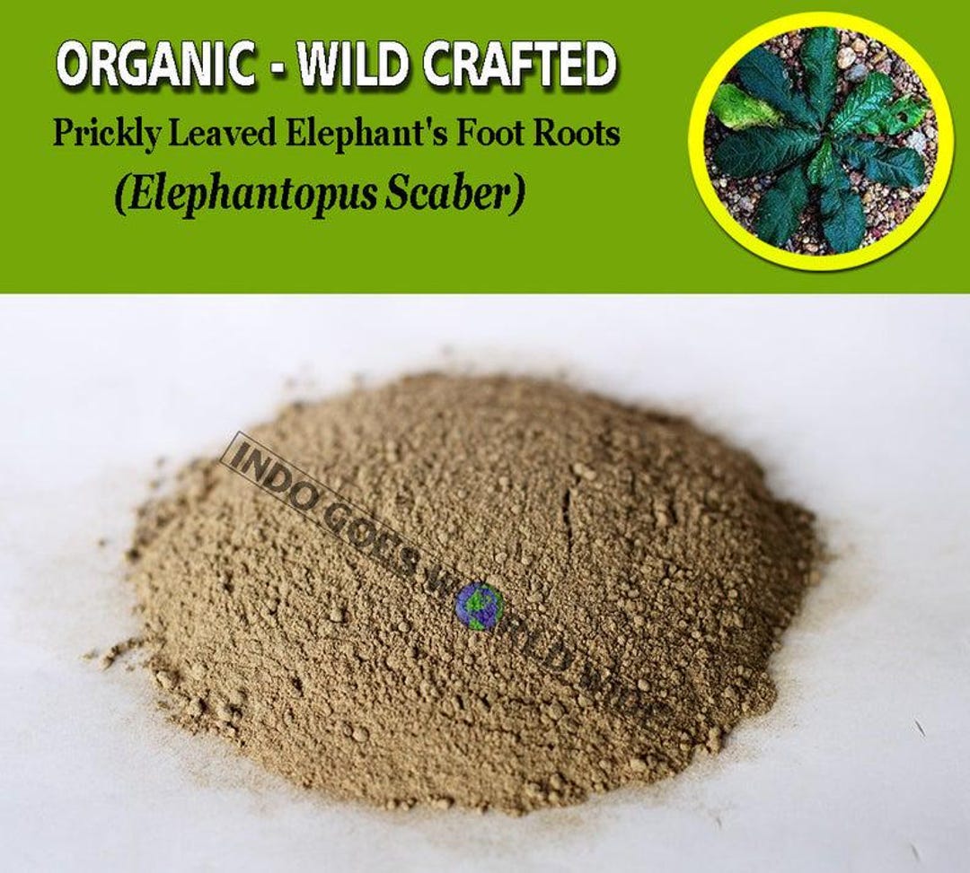 POWDER Prickly Leaved Elephant's Foot Roots Elephantopus Scaber Organic ...