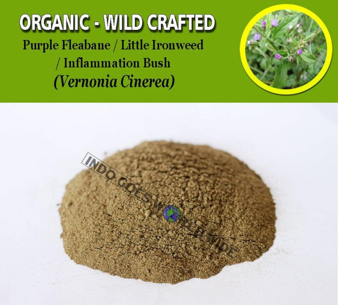 POWDER Purple Fleabane Little Ironweed Inflammation Bush Vernonia ...