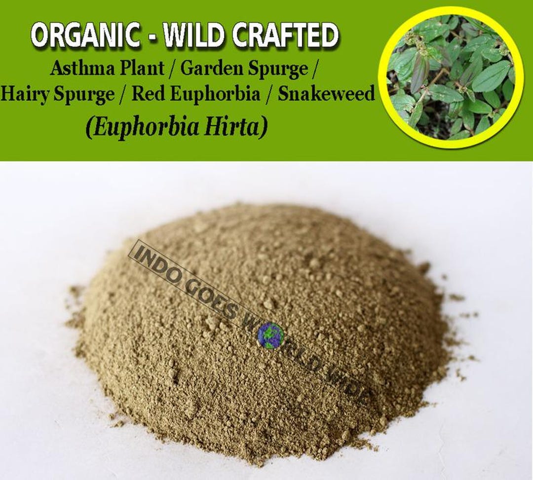 POWDER Asthma Plant Garden Spurge Hairy Spurge Red Euphorbia Snakeweed ...