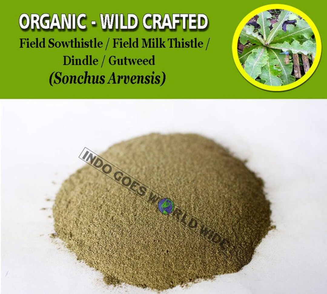 POWDER Field Sowthistle Corn Sow Thistle Dindle Gutweed Swine Thistle ...