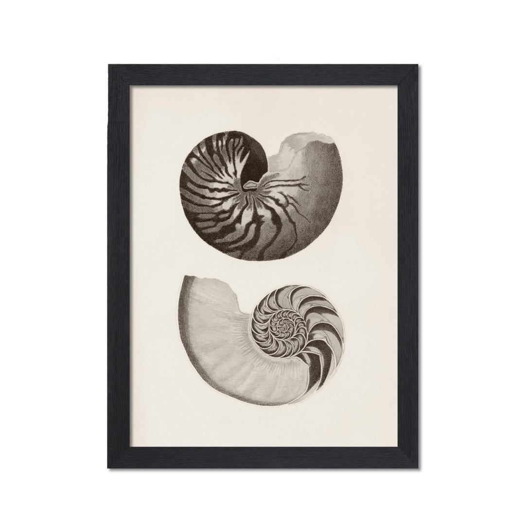 Antique Nautilus Shell Engraving Print, Vintage Chambered Nautilus ...