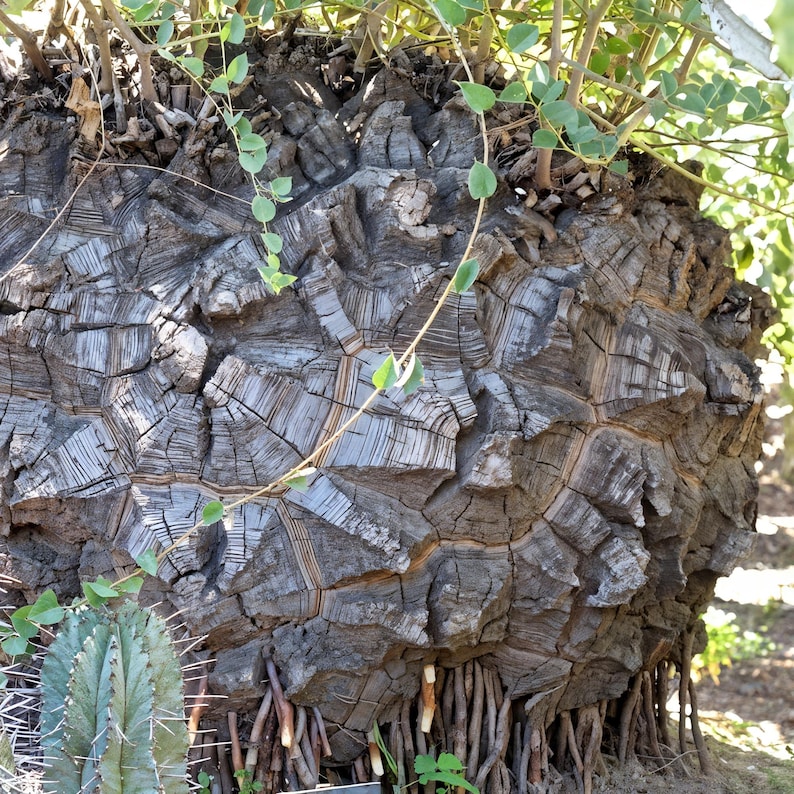 Dioscorea Elephantipes L Exotic Elephant Foot L Rare Succulent Plant - Etsy