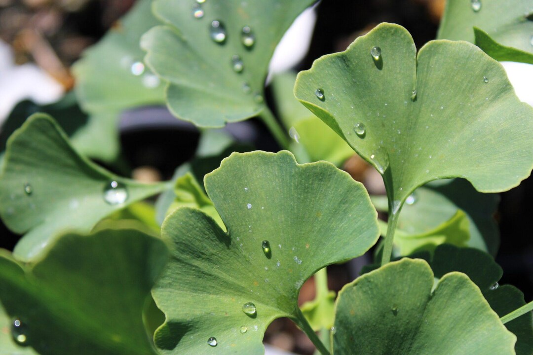 Ginkgo Biloba Seeds – Maidenhair Tree (2024 Harvest) – Clean, Untreated ...
