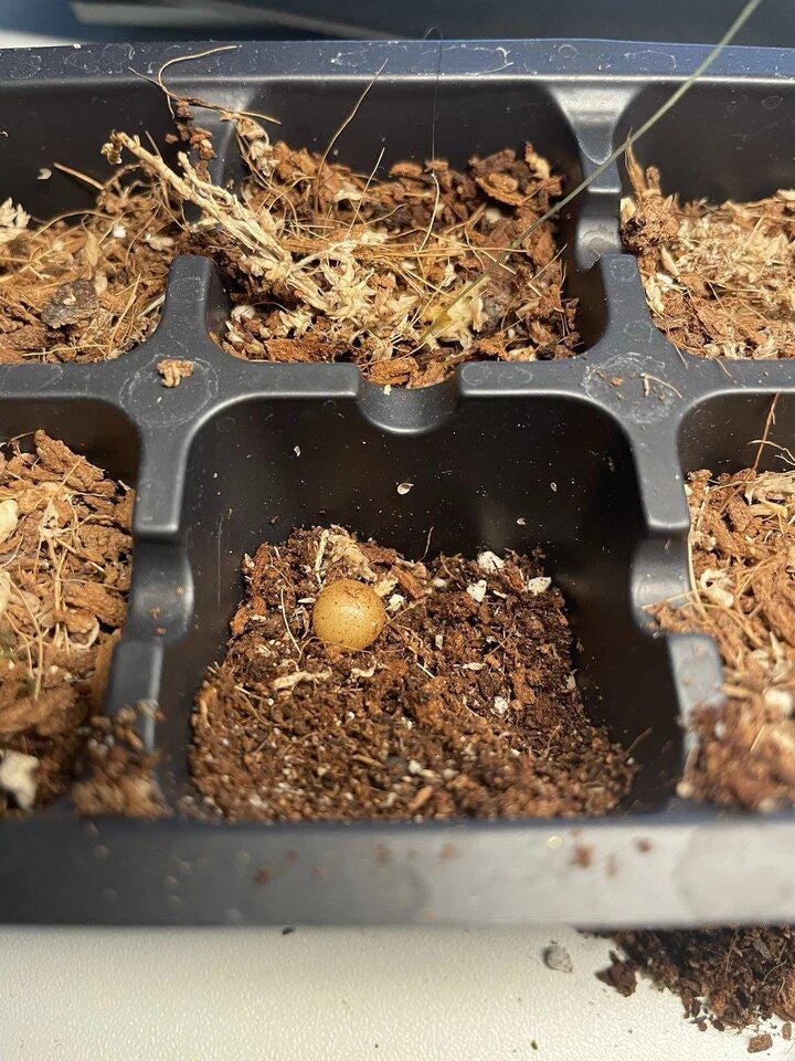 Dioscorea Elephantipes L Exotic Elephant Foot L Rare Succulent Plant - Etsy