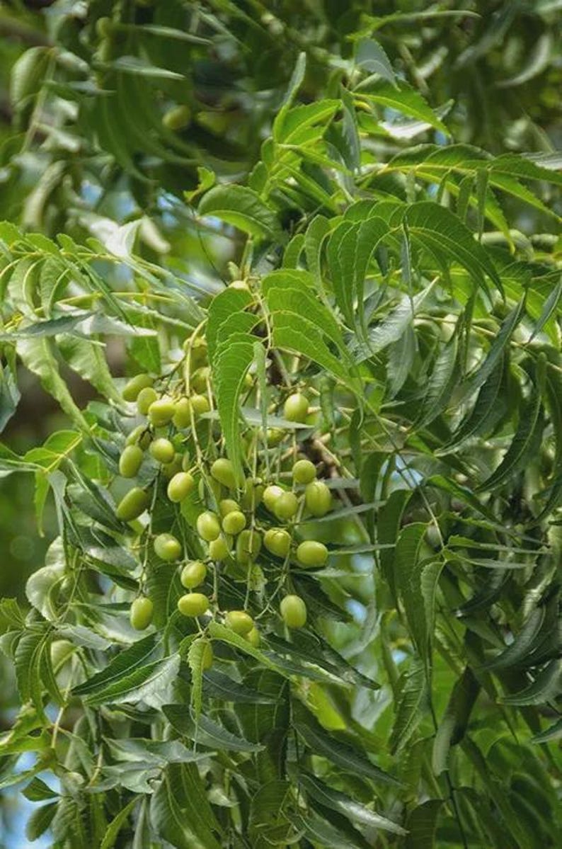 Neem Tree Seeds – Azadirachta Indica – Medicinal & Herbal Garden Plant ...