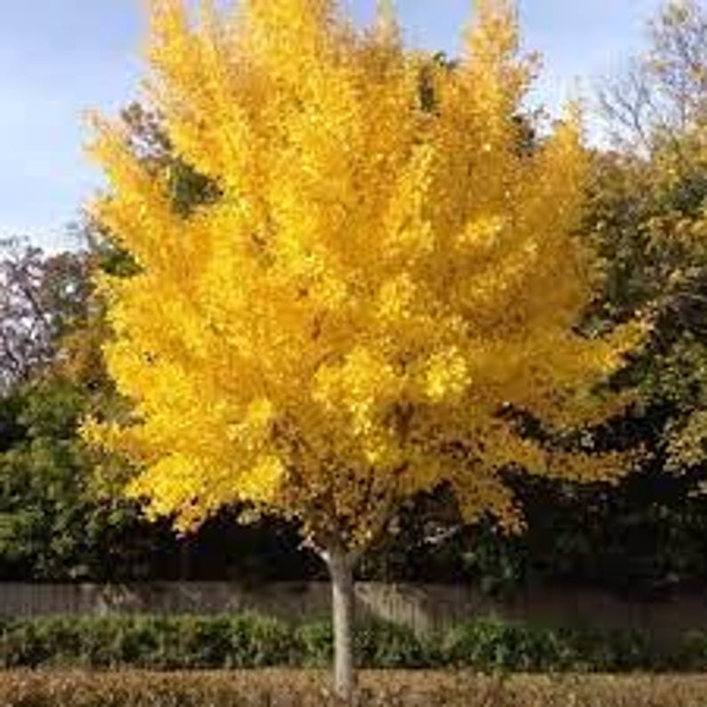 Ginkgo Biloba Seeds – Maidenhair Tree (2024 Harvest) – Clean, Untreated ...