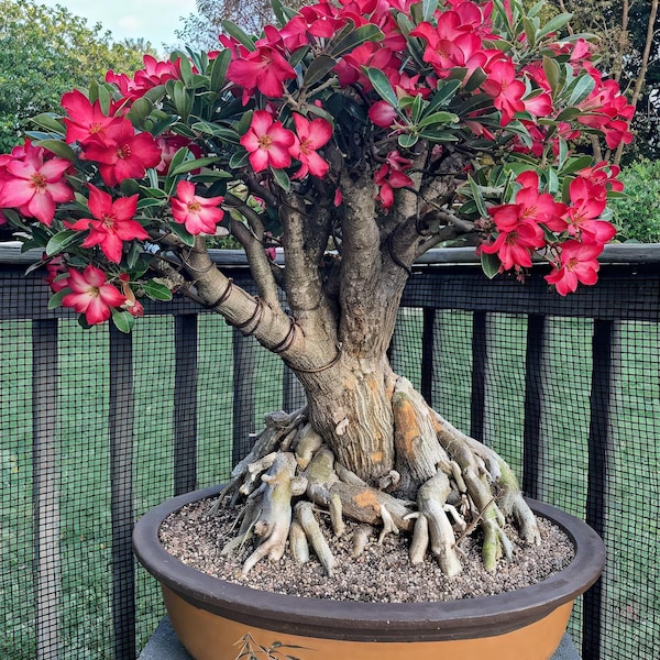 Desert Rose Bonsai - Etsy