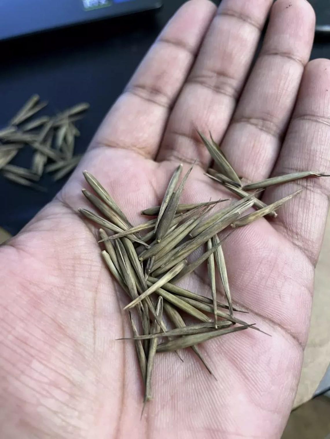 Fast Growing Green Bamboo Seeds – Bambusa Genus (100-500 Seeds) - Etsy