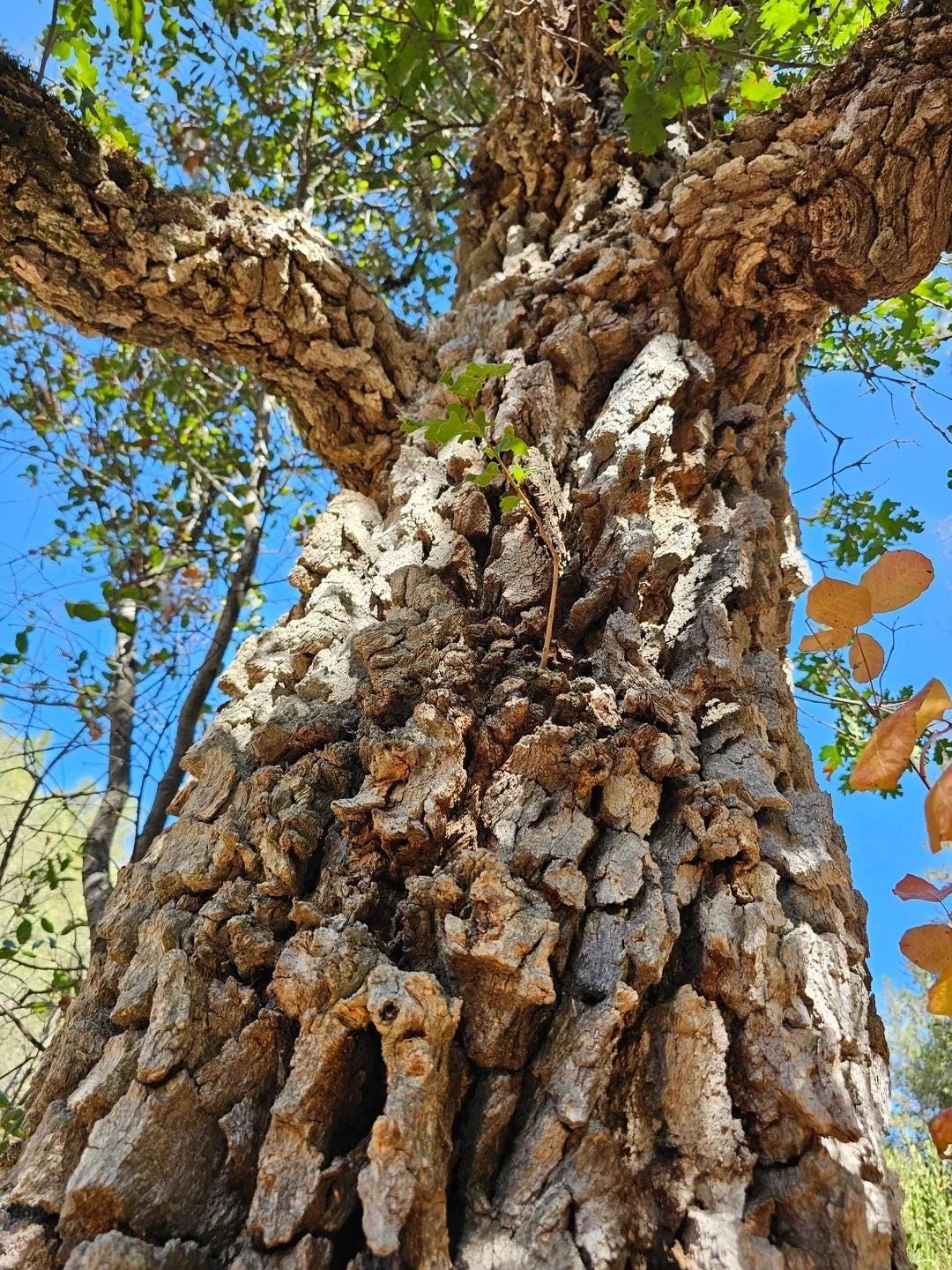 Wild Cork Oak Acorns – Large Healthy Seeds for Bonsai & Planting - Etsy