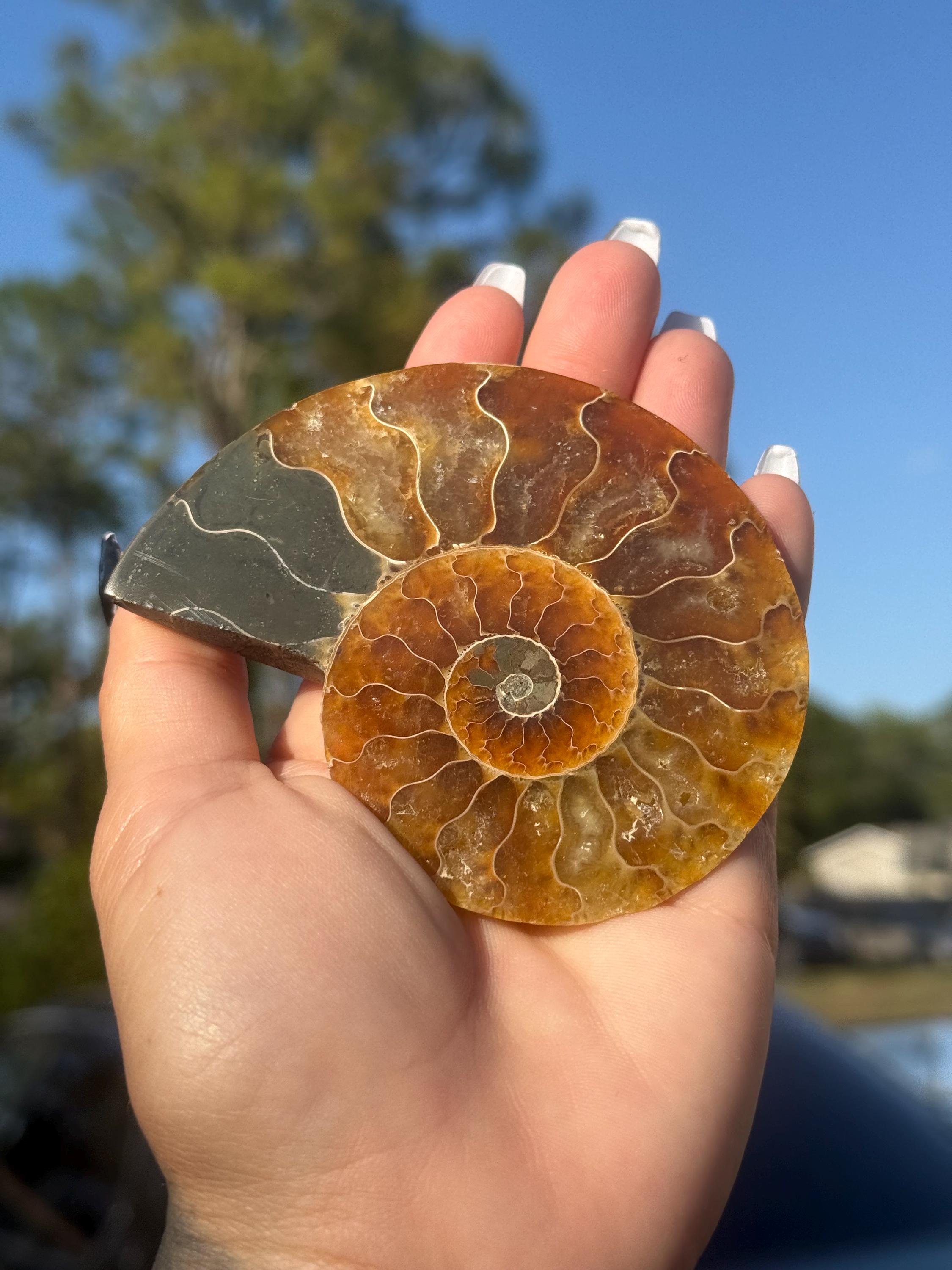 Polished Ammolite Fossil | Ammolite Slice Polished - Etsy