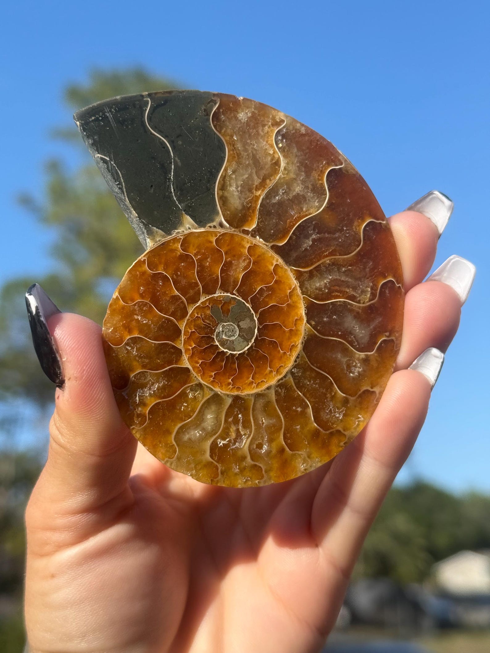 Polished Ammolite Fossil | Ammolite Slice Polished - Etsy