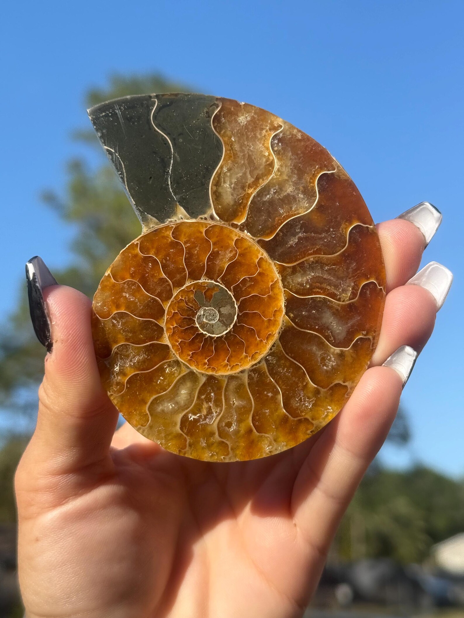 Polished Ammolite Fossil | Ammolite Slice Polished - Etsy