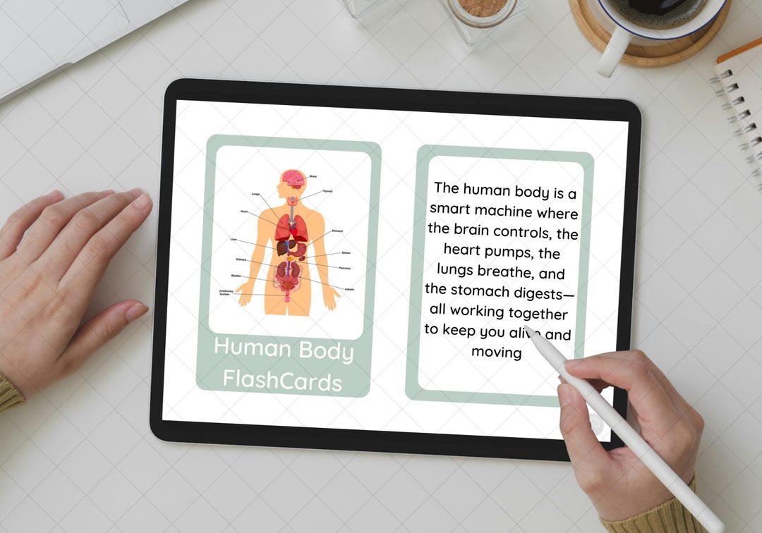 Human Body Flashcards | Digital Download | Educational Anatomy Learning ...