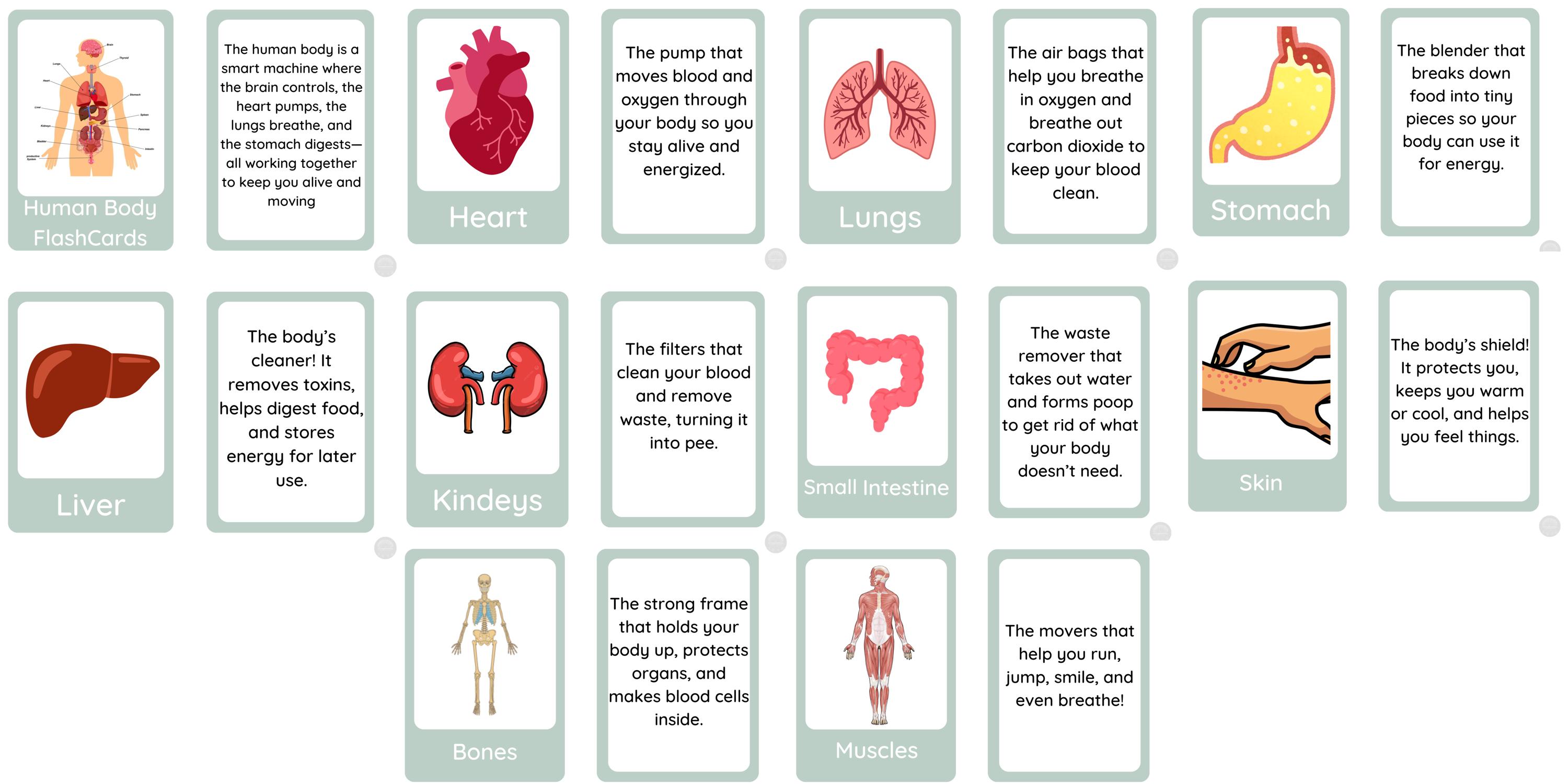 Human Body Flashcards | Digital Download | Educational Anatomy Learning ...