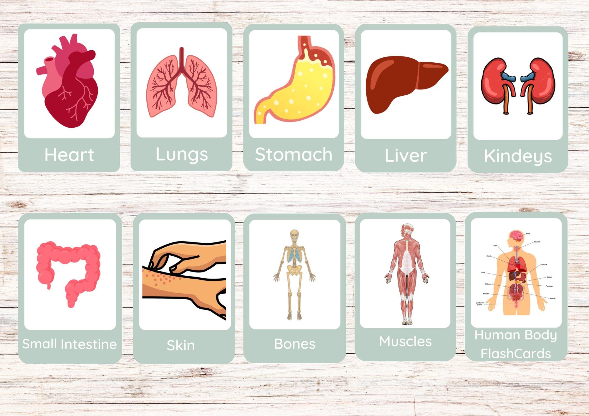 Human Body Flashcards | Digital Download | Educational Anatomy Learning ...