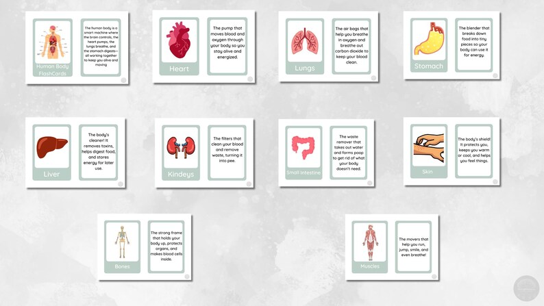 Human Body Flashcards | Digital Download | Educational Anatomy Learning ...