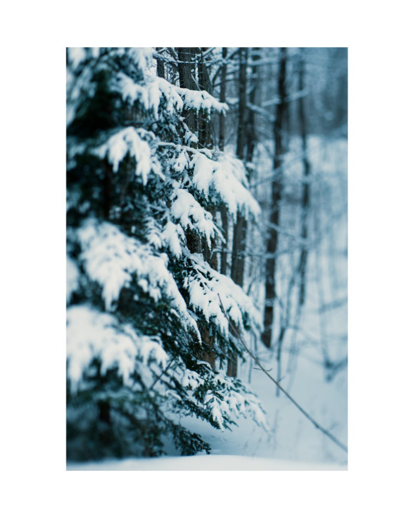 Winter Hush 01 ||| Winter Landscape Photography | Evergreen Trees in ...
