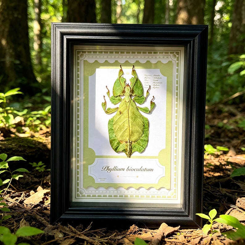 Leaf Insect Specimen Real Framed, Phylliidae Bug Taxidermy, Shadow Box ...
