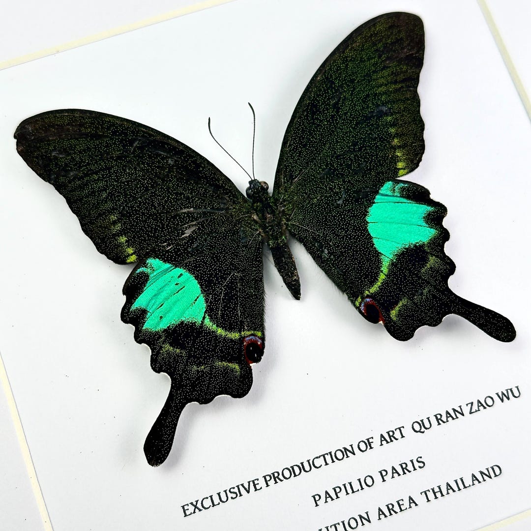 Papilio Paris Butterfly Frame, Green Paris Peacock Butterfly Specimens ...