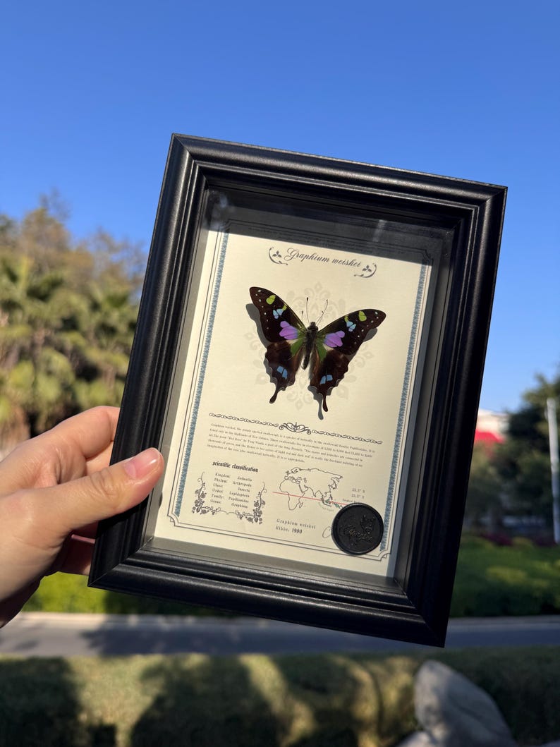 Purple Spotted Swallowtail Butterfly Specimen, Graphium Weiskei, Weiske ...