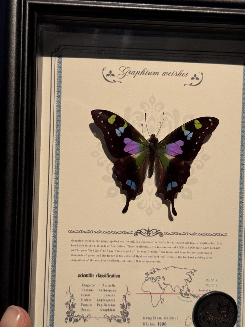 Purple Spotted Swallowtail Butterfly Specimen, Graphium Weiskei, Weiske ...